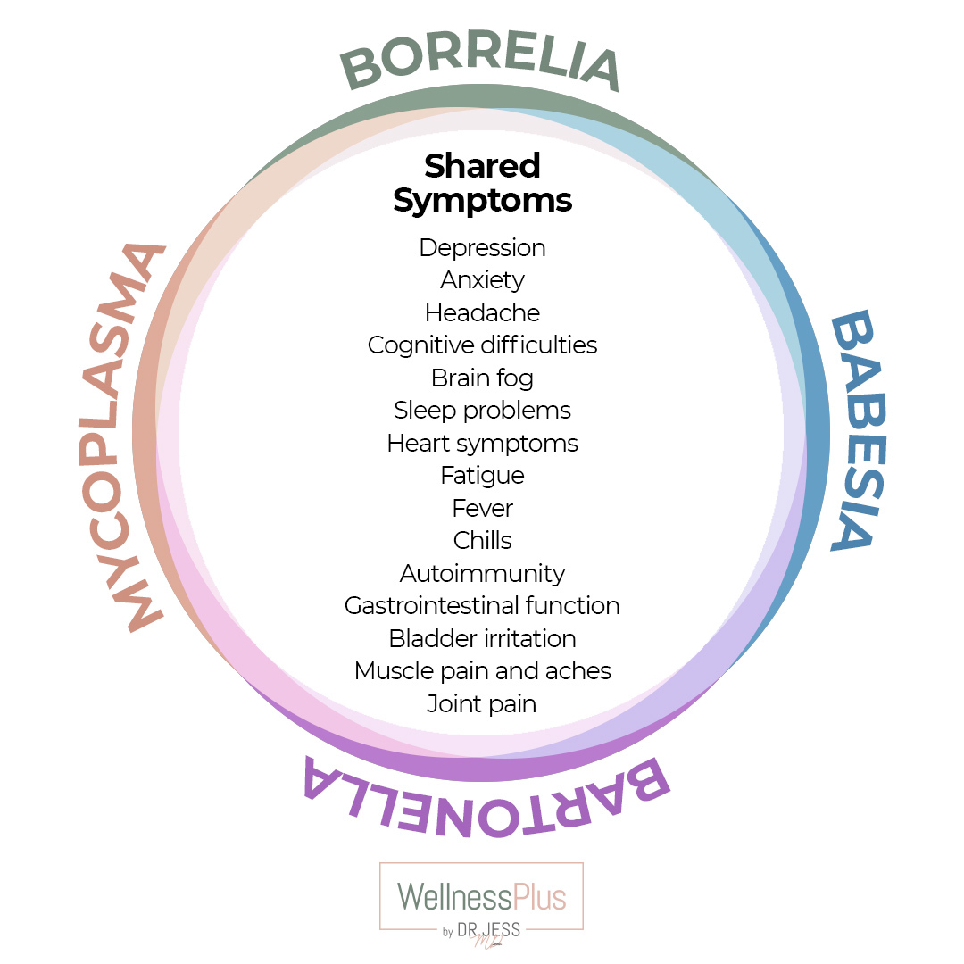 Lyme Coinfection Comparison Infographics: What Your Symptoms Could Be ...