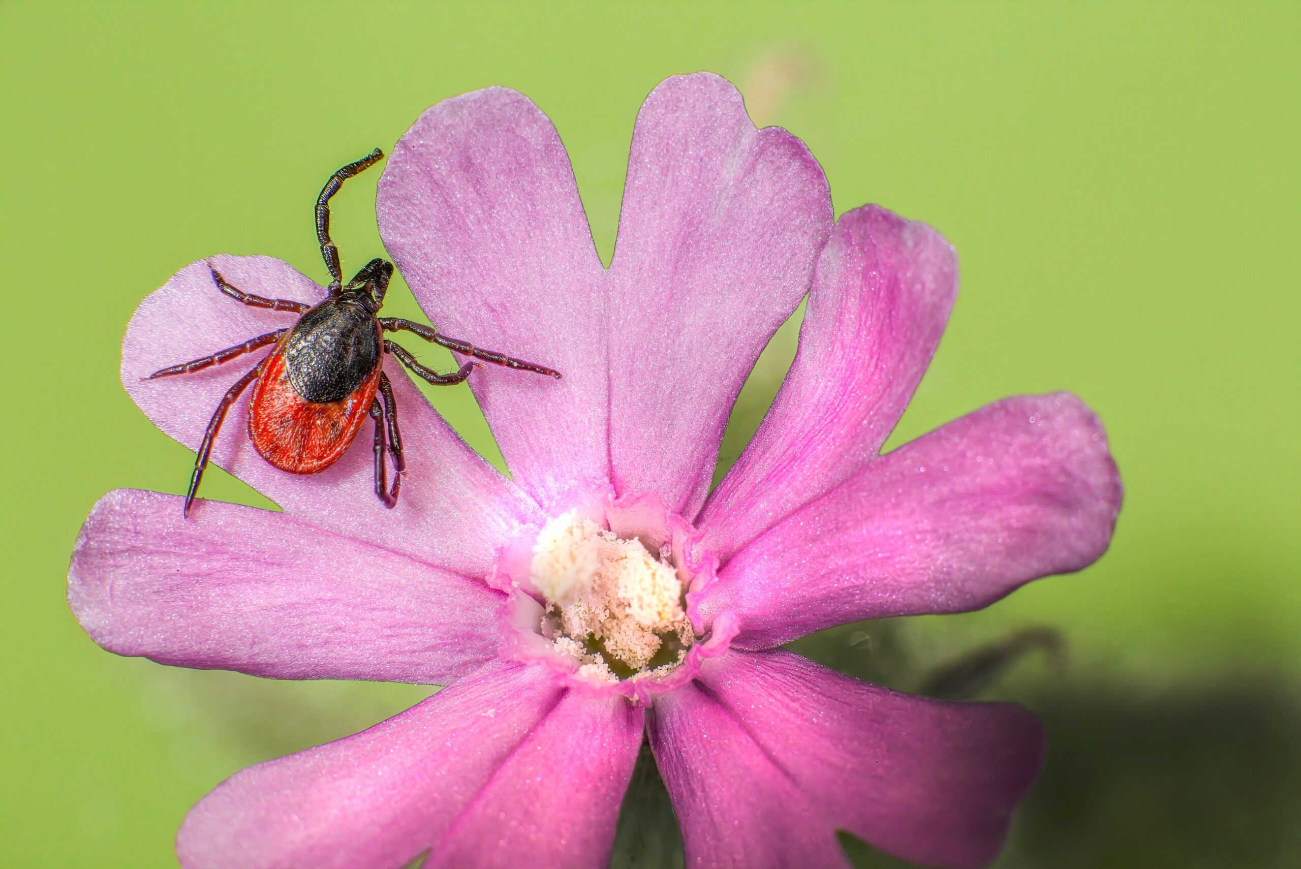 Ways that Functional Medicine Practitioners Treat Lyme Disease ...